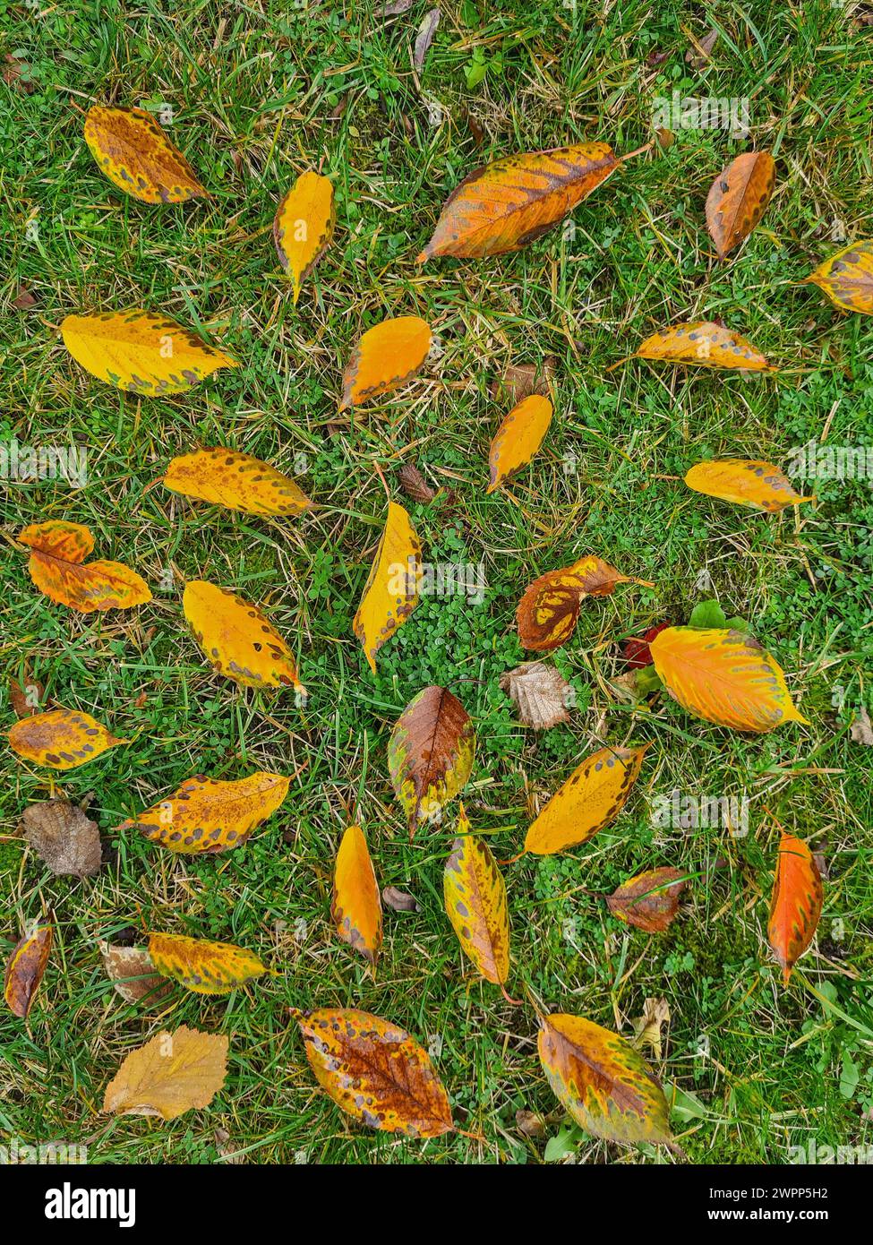 Lawn leaves hi-res stock photography and images - Alamy