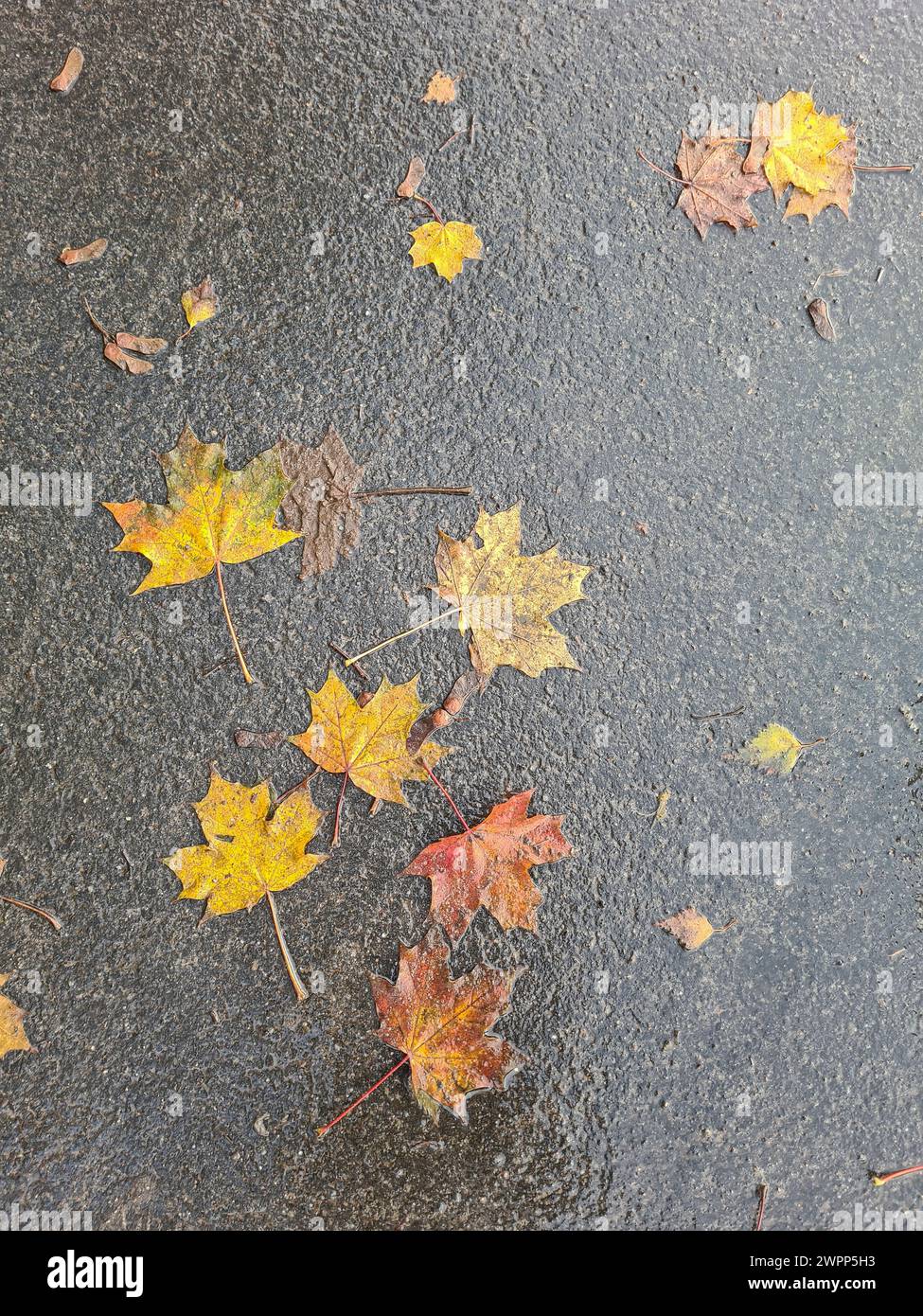 Yellow maple leaves on a wet road in fall Stock Photo - Alamy