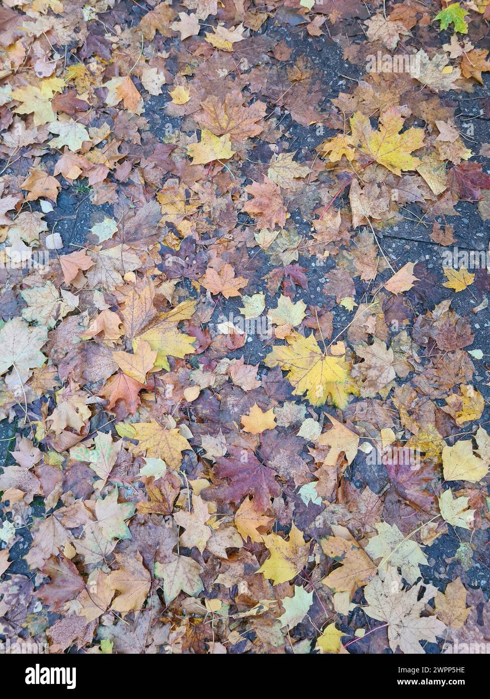 Different colored maple leaves have fallen on the road after a rain ...