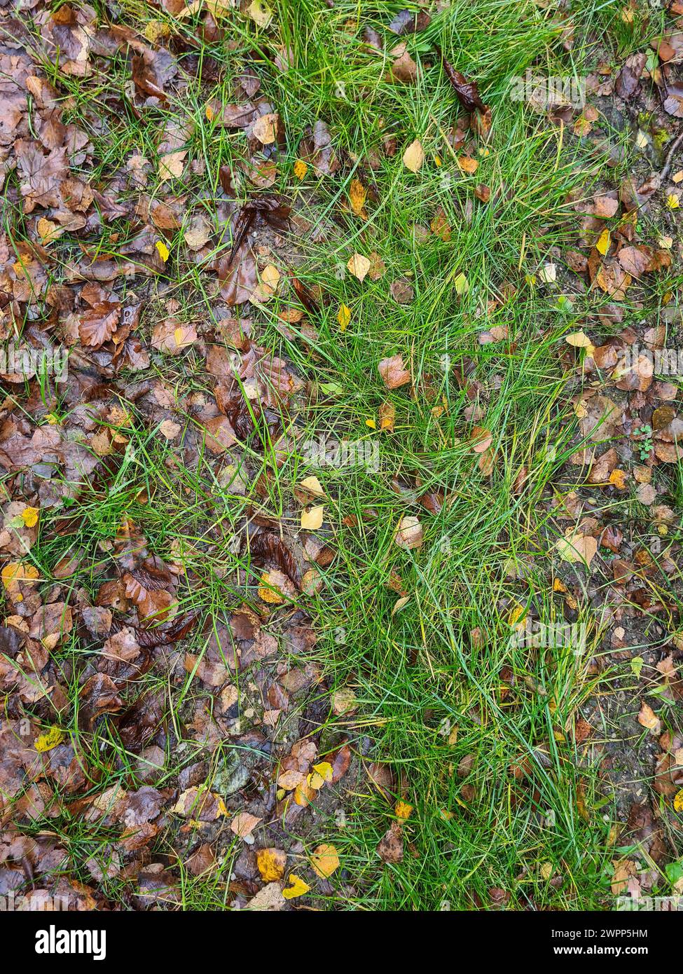 Various brownish fall leaves lie wet in the grass after a rain shower ...