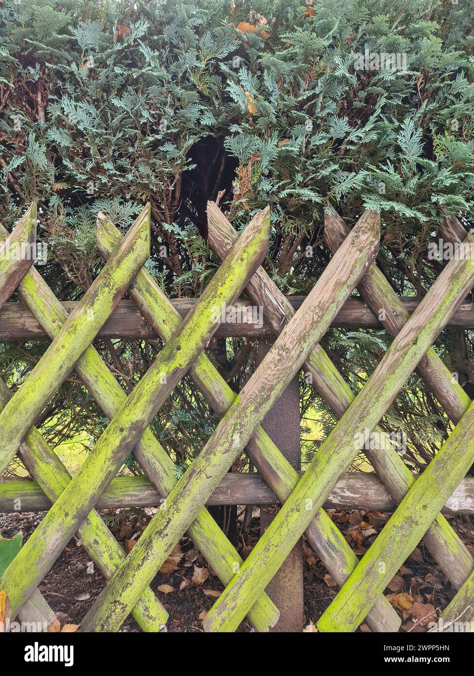 Sham cypress hi-res stock photography and images - Alamy