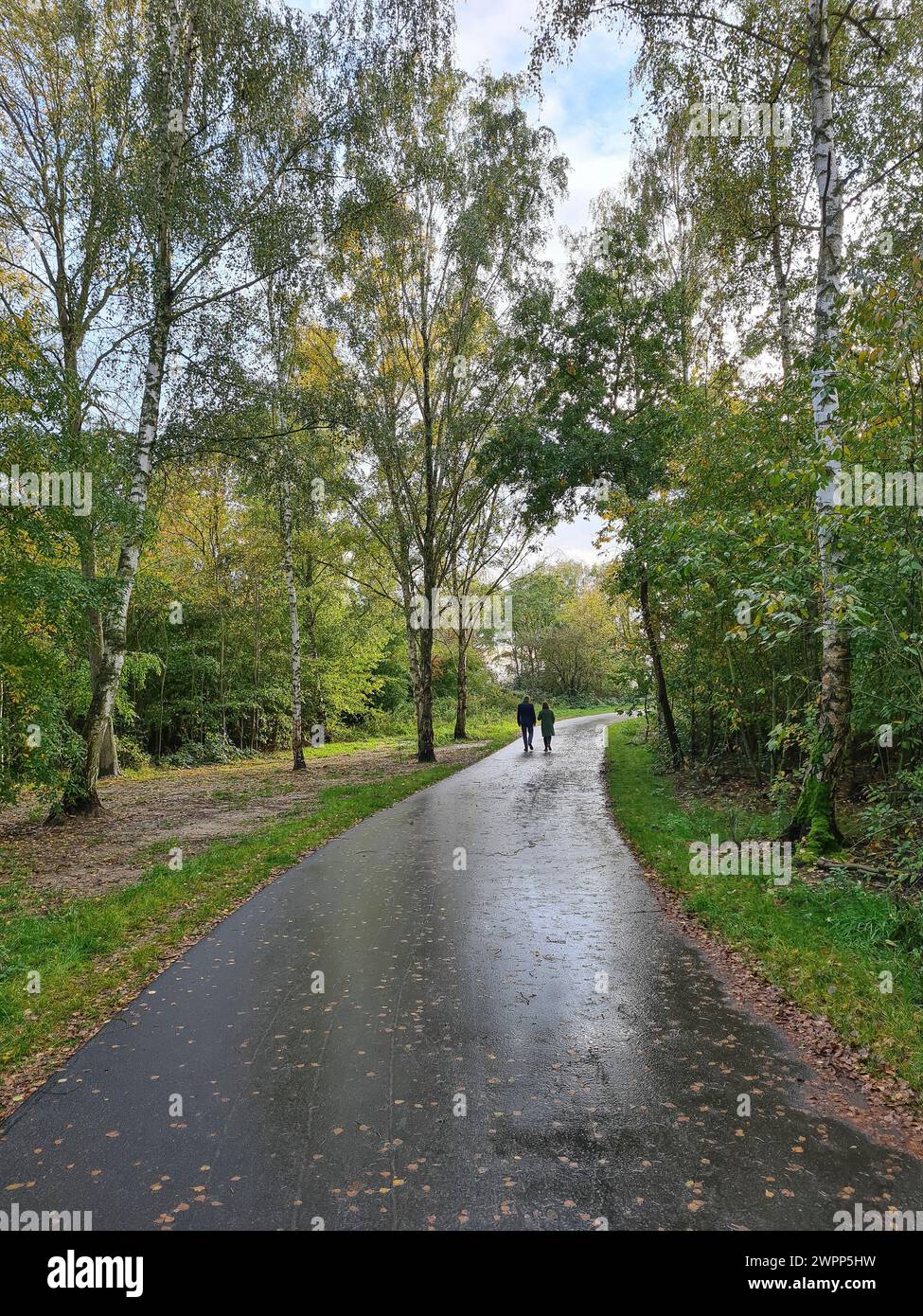 A couple walks on a wet road in the forest with many birch trees ...