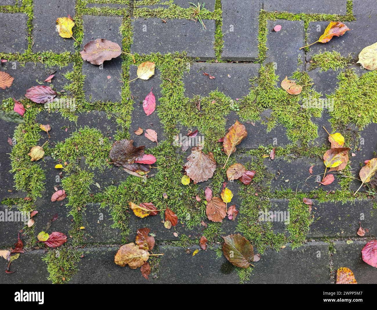 Rain falling on moss covered hi-res stock photography and images - Alamy
