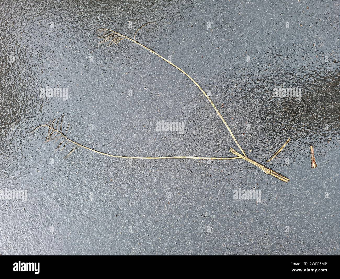Rainy asphalt with dry branch in fall, Autumn time abstract, Germany ...