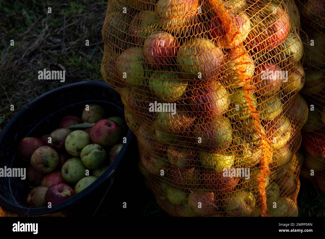 Farmer harvest apple time fruits hi-res stock photography and images ...