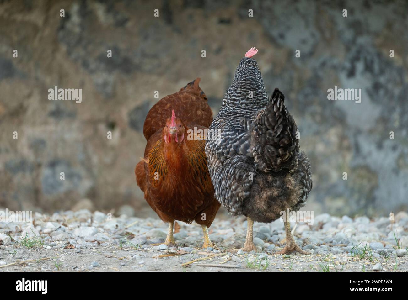 Country poultry farm hi-res stock photography and images - Alamy