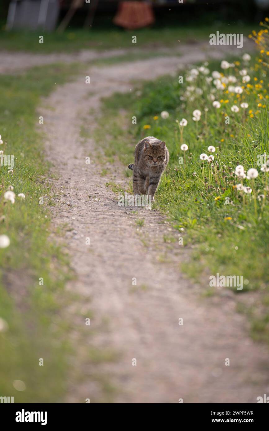 Farm, country life, cat Stock Photo - Alamy