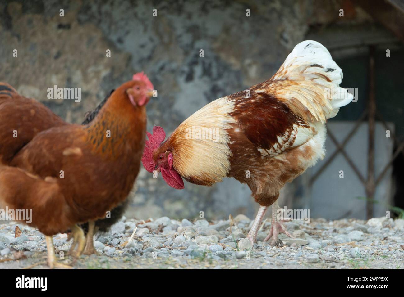 Farm, country life, chickens Stock Photo - Alamy