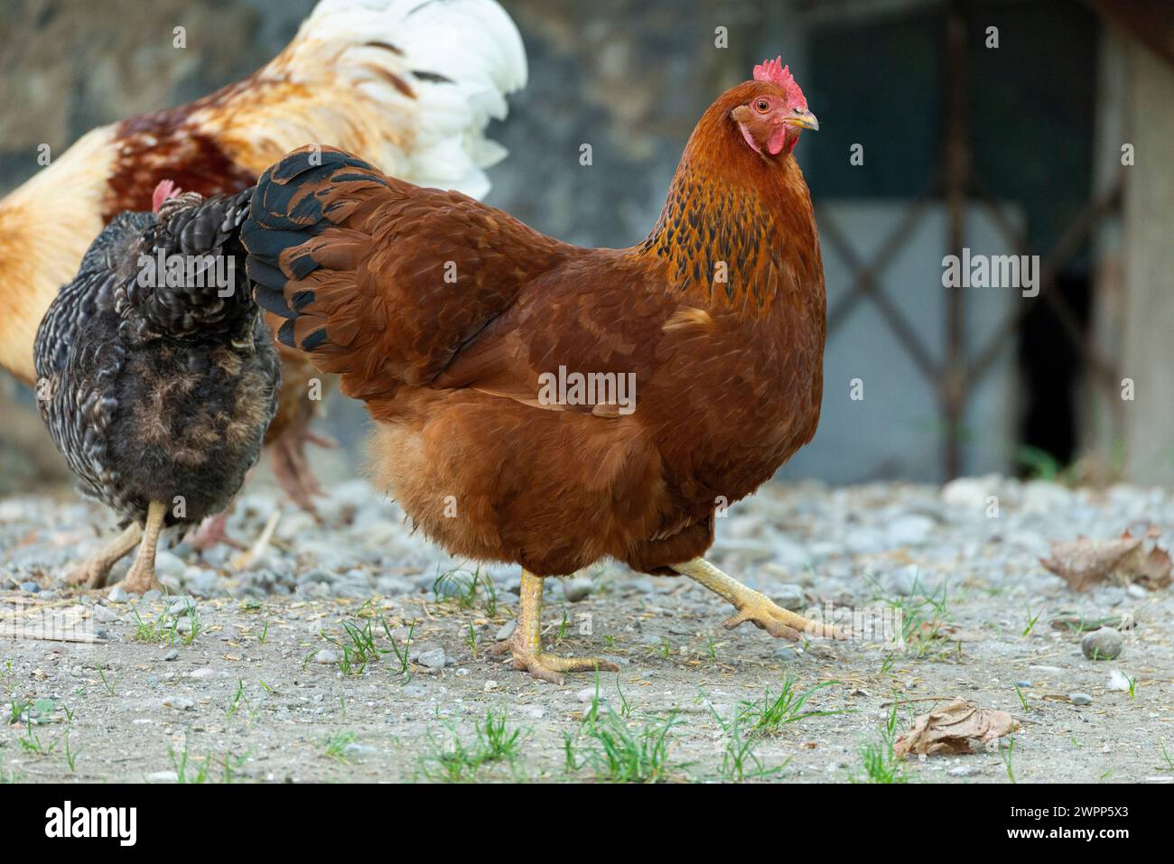Country poultry farm hi-res stock photography and images - Alamy