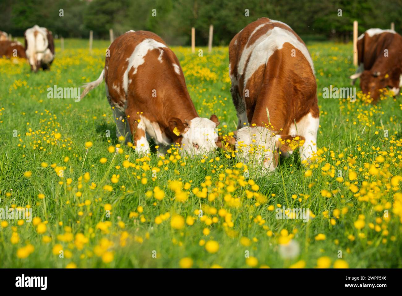 Farm, country life, cows Stock Photo - Alamy