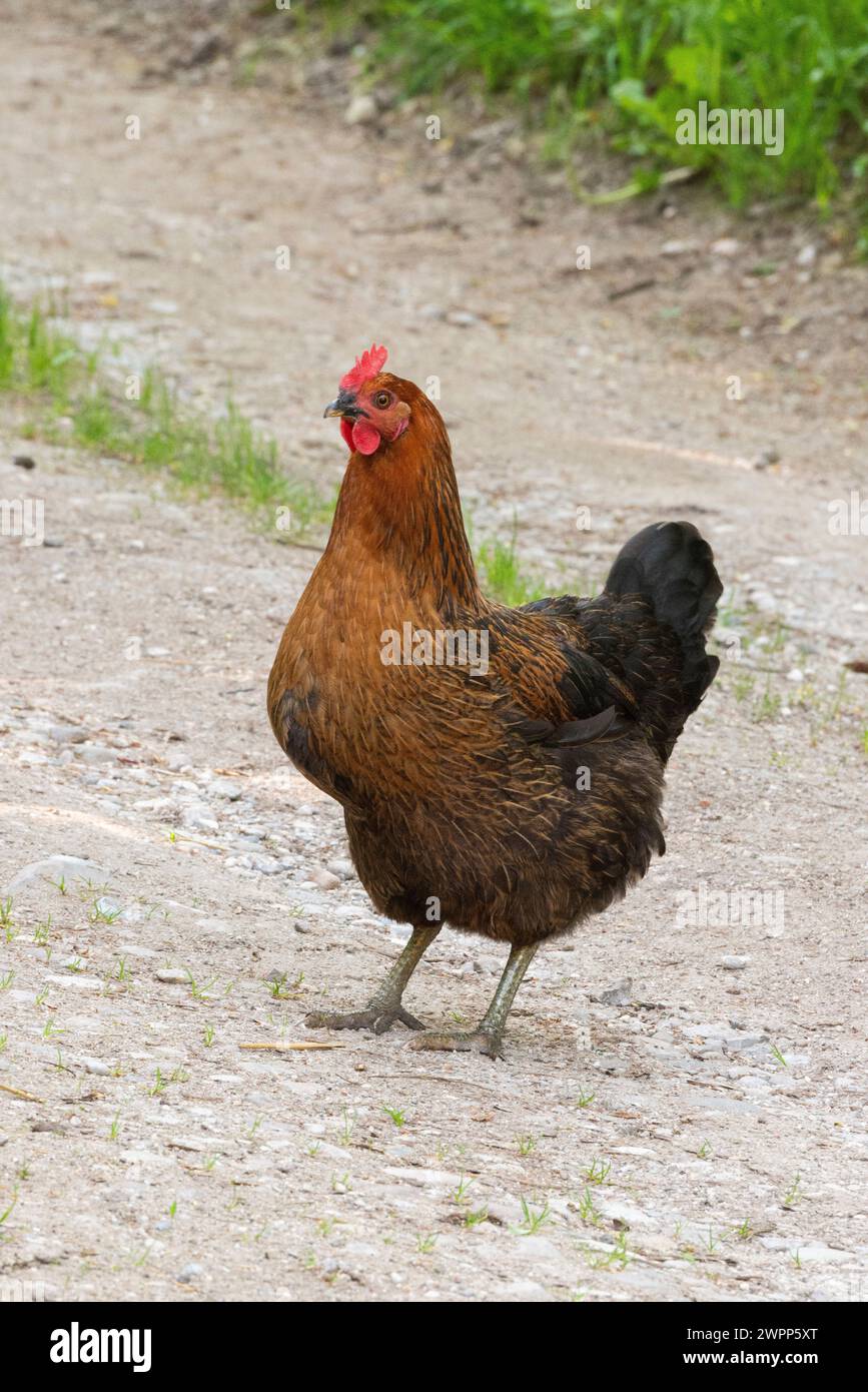Country poultry farm hi-res stock photography and images - Alamy