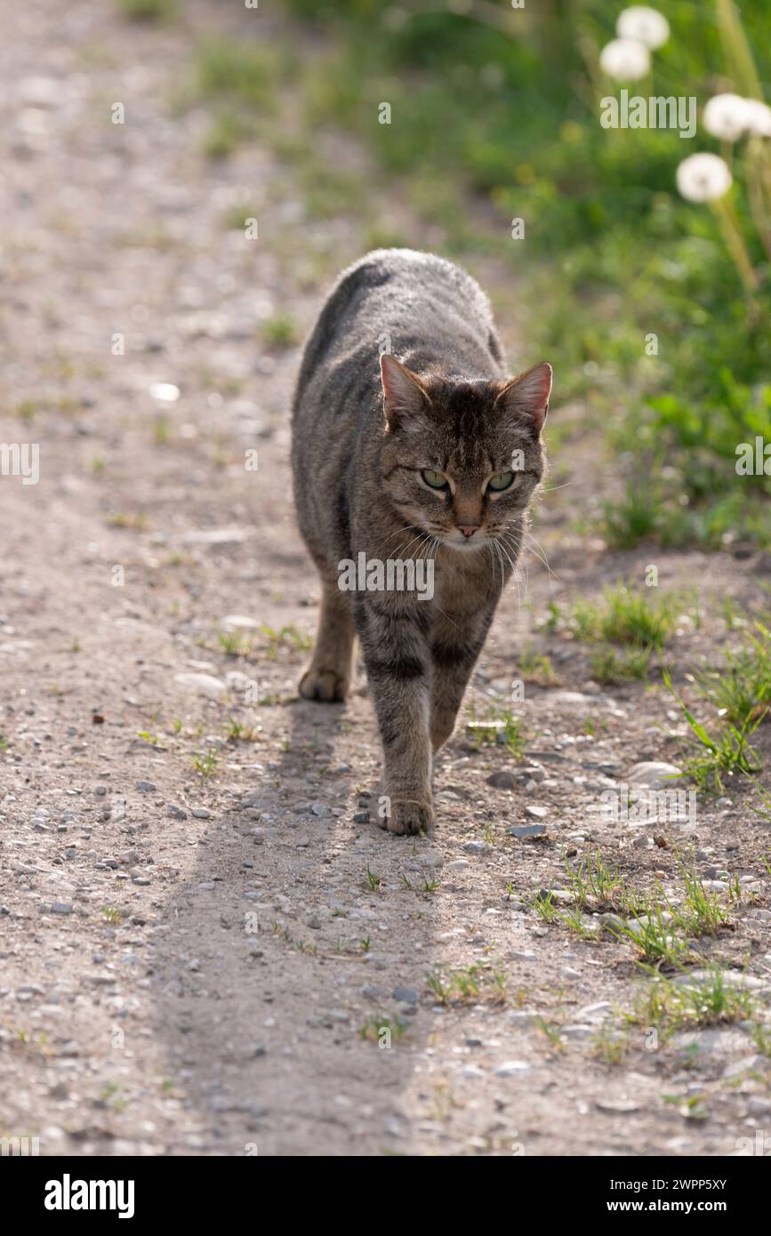 Country cat hi-res stock photography and images - Alamy