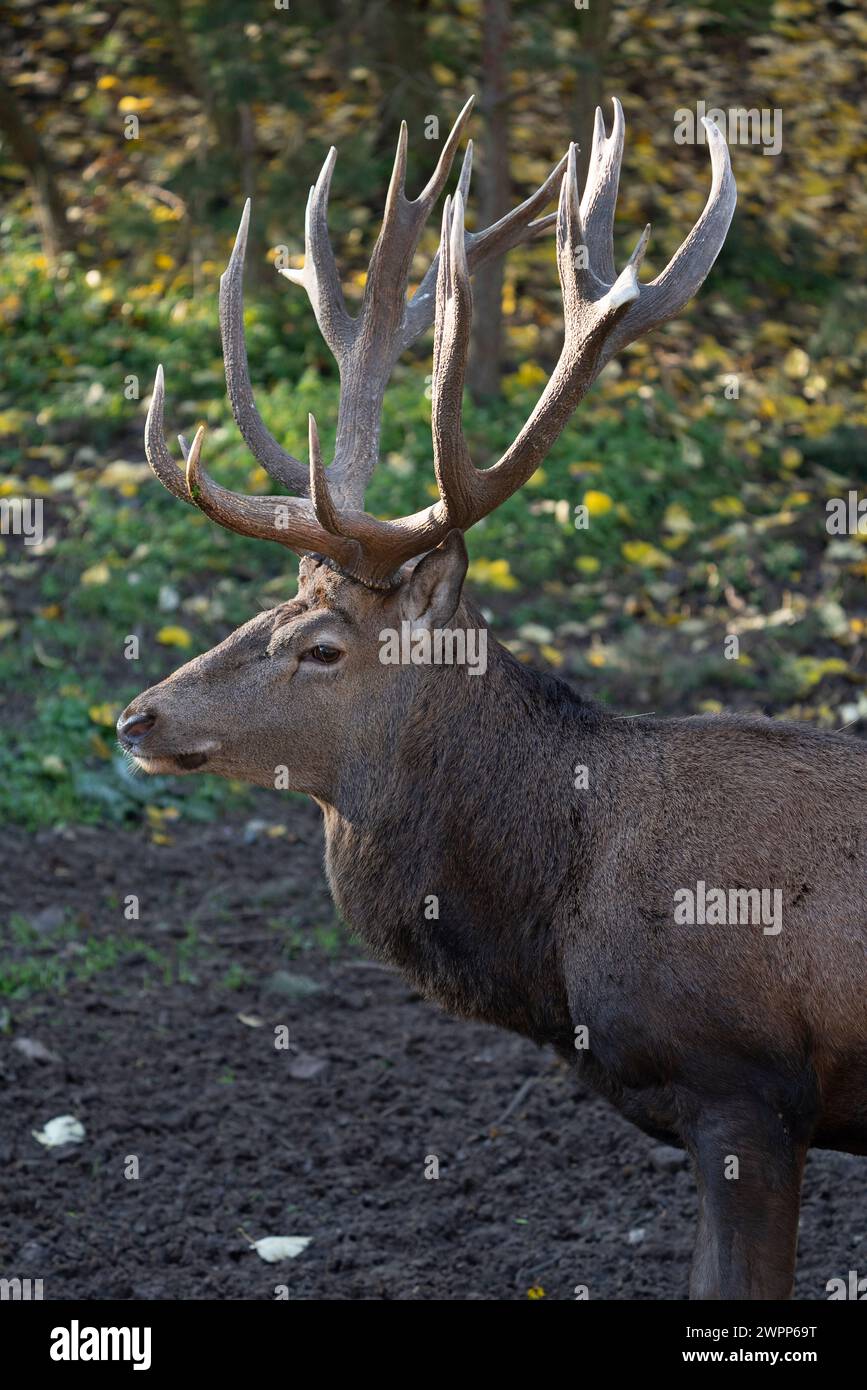 Deer in the Fürth city forest game reserve, Franconia, Bavaria, Germany ...