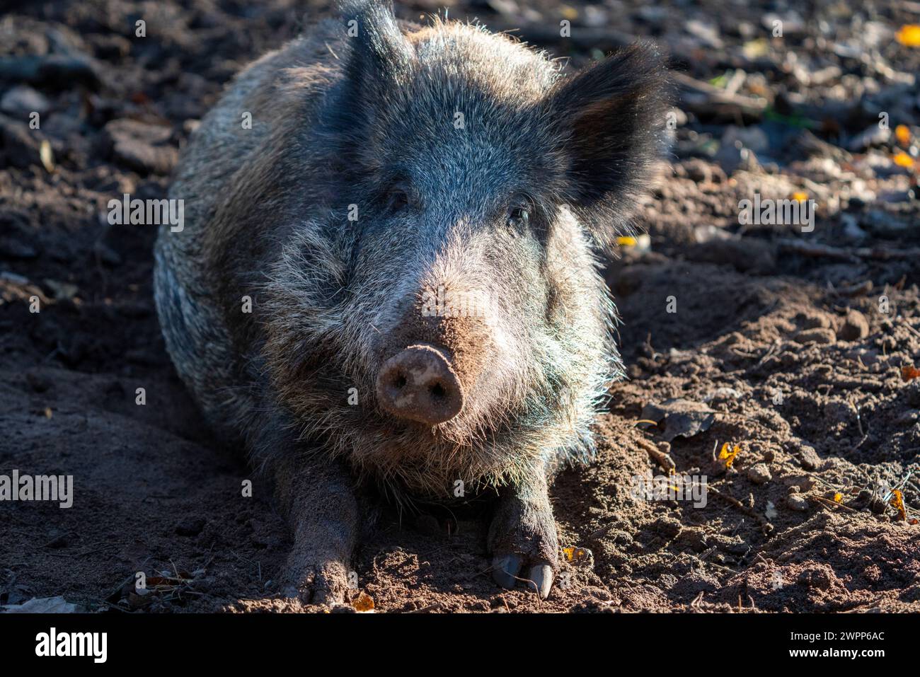 Wild boars, game reserve in Fürth city forest, Franconia, Bavaria ...