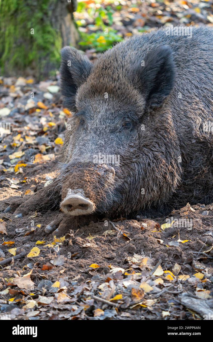 Game reserve in furth city forest hi-res stock photography and images ...