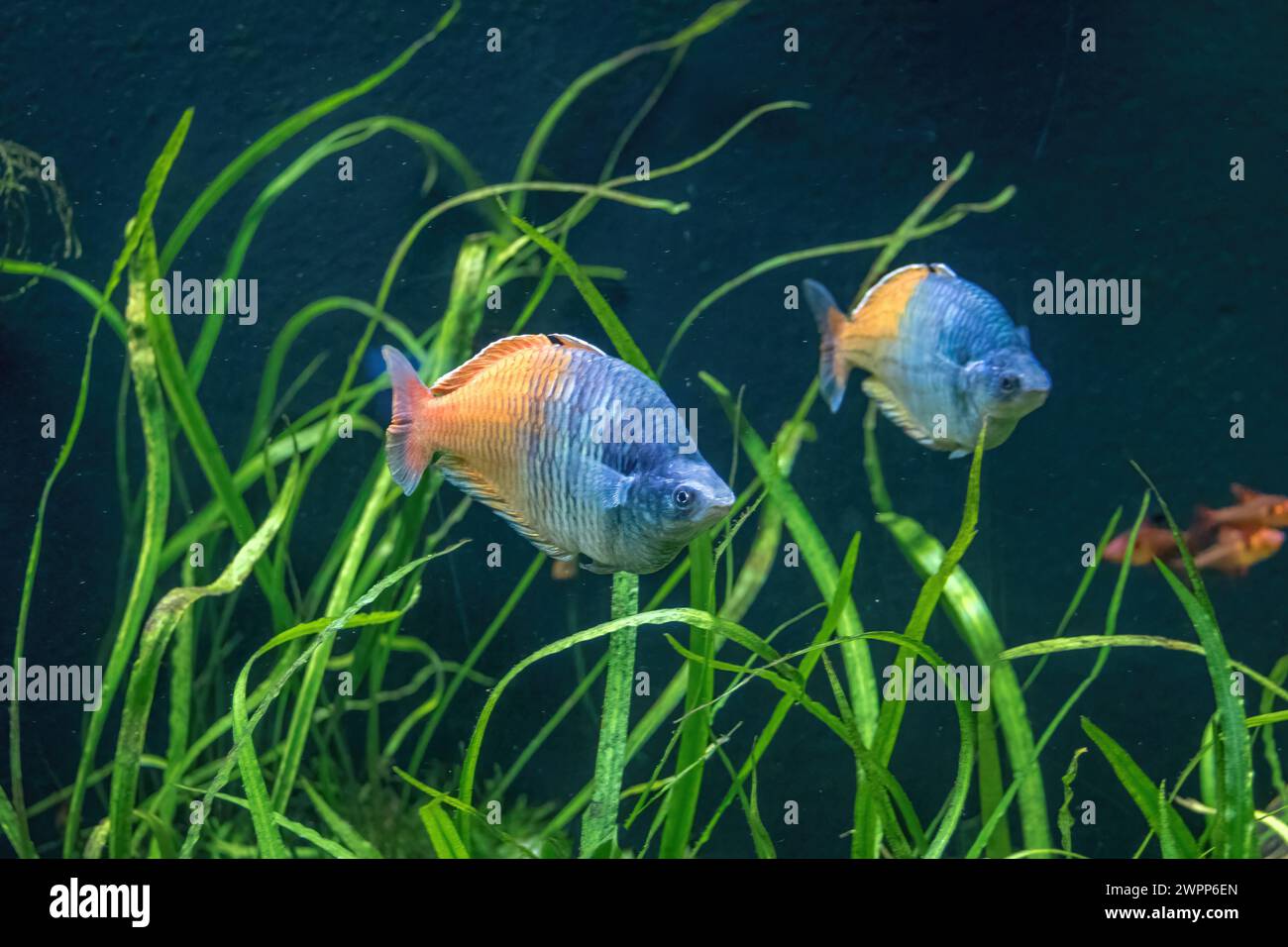 Boeseman's Rainbowfish (Melanotaenia boesemani) - Freshwater fish Stock ...