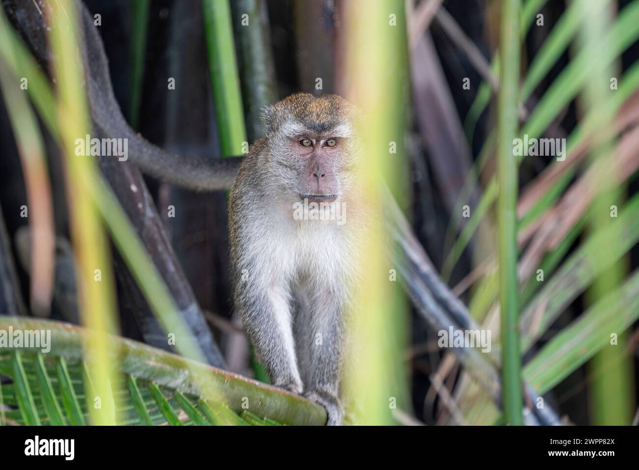 Macaques in tanjung puting national park near pankalan bun hi-res stock ...