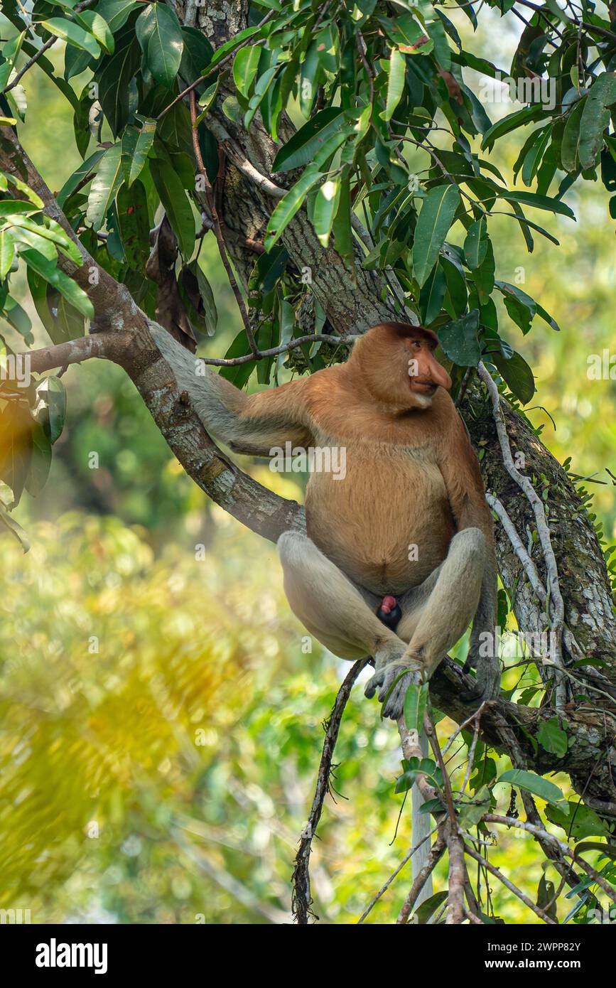 Proboscis monkey in Tanjung Puting National Park near Pankalan Bun ...