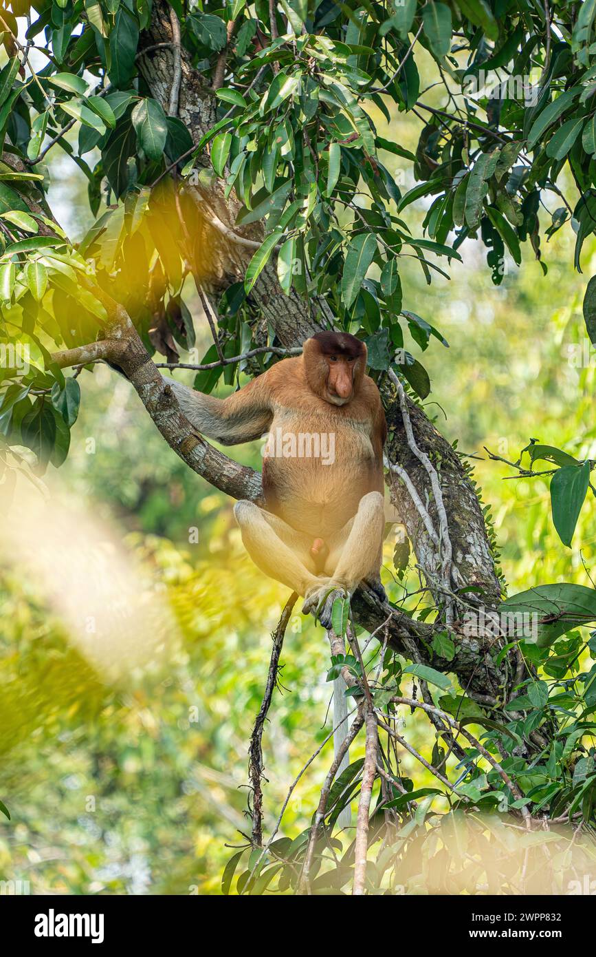 Proboscis monkey in Tanjung Puting National Park near Pankalan Bun ...