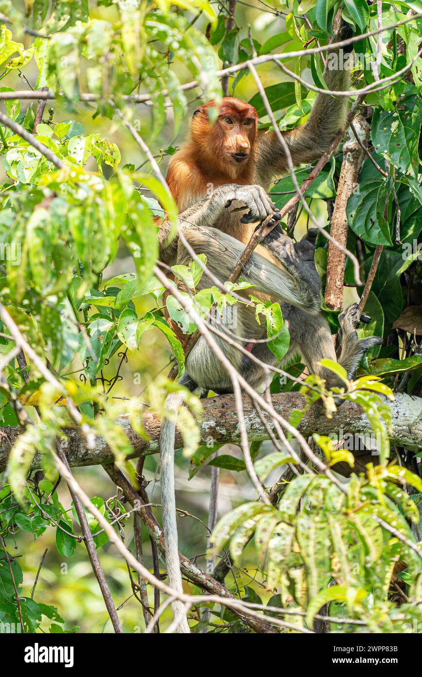 Proboscis monkey in Tanjung Puting National Park near Pankalan Bun ...