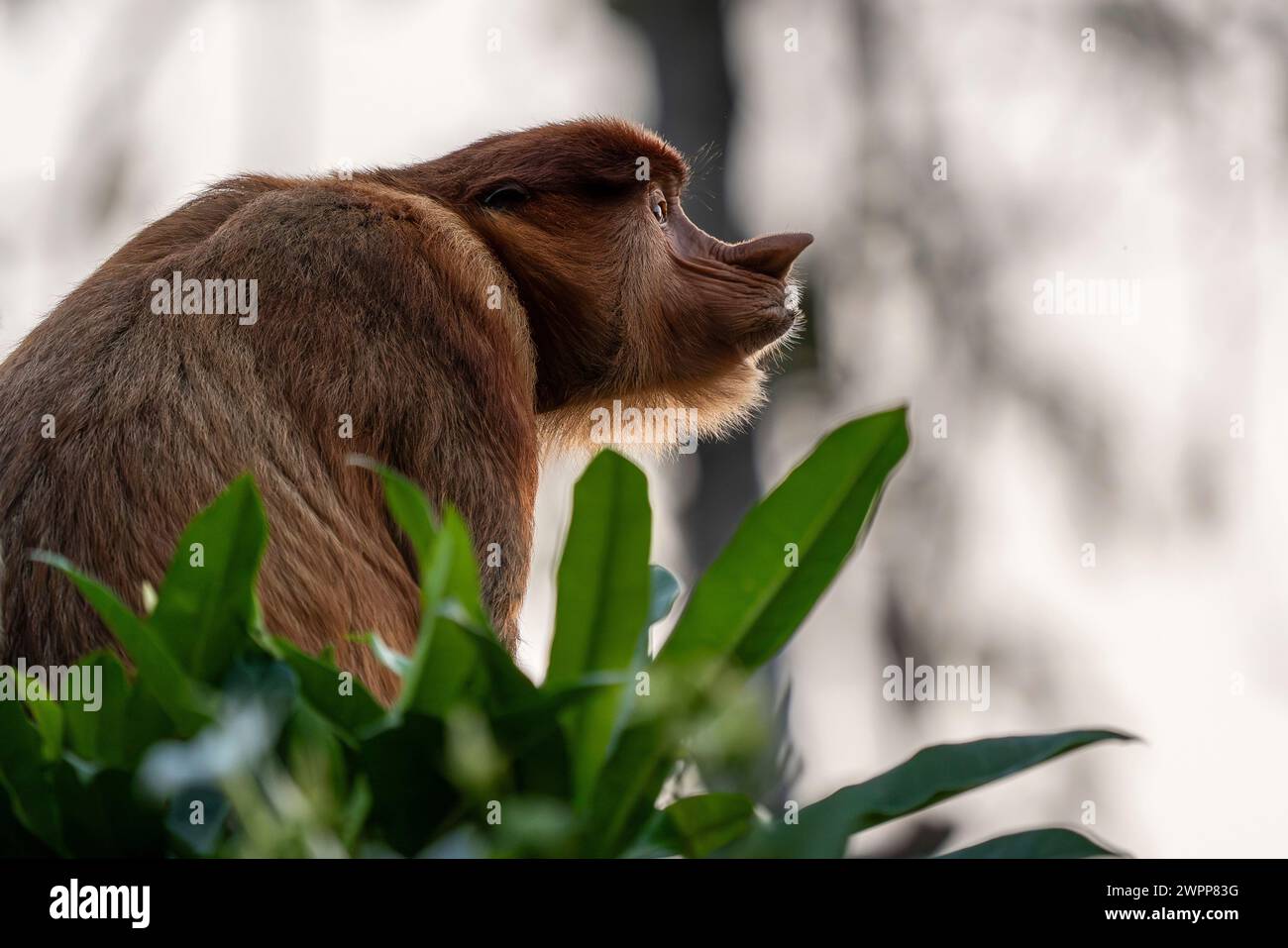 Proboscis monkey in Tanjung Puting National Park near Pankalan Bun ...