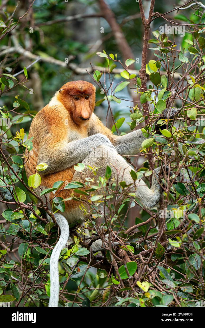 Proboscis monkey in Tanjung Puting National Park near Pankalan Bun ...