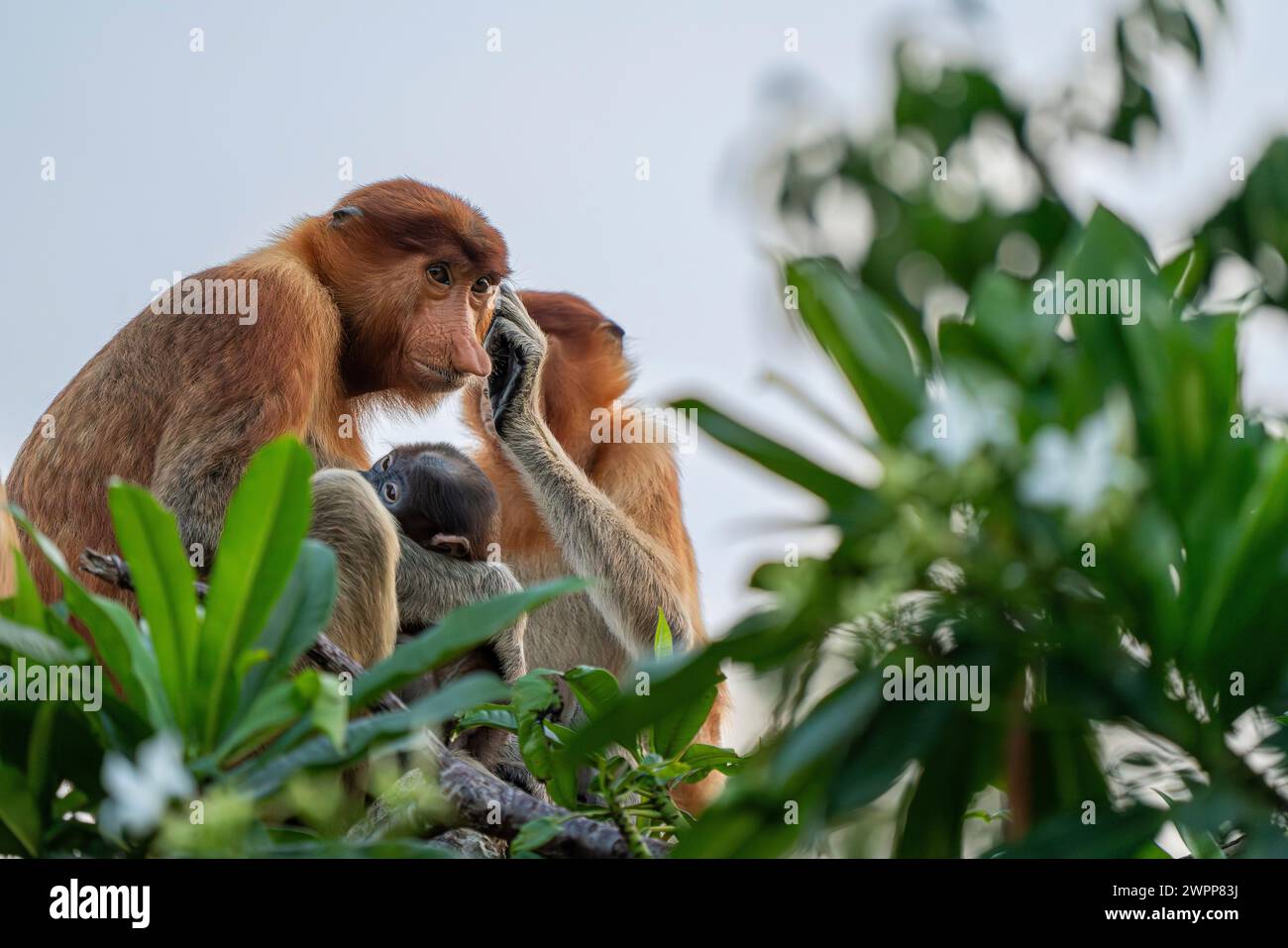 Proboscis monkey in Tanjung Puting National Park near Pankalan Bun ...