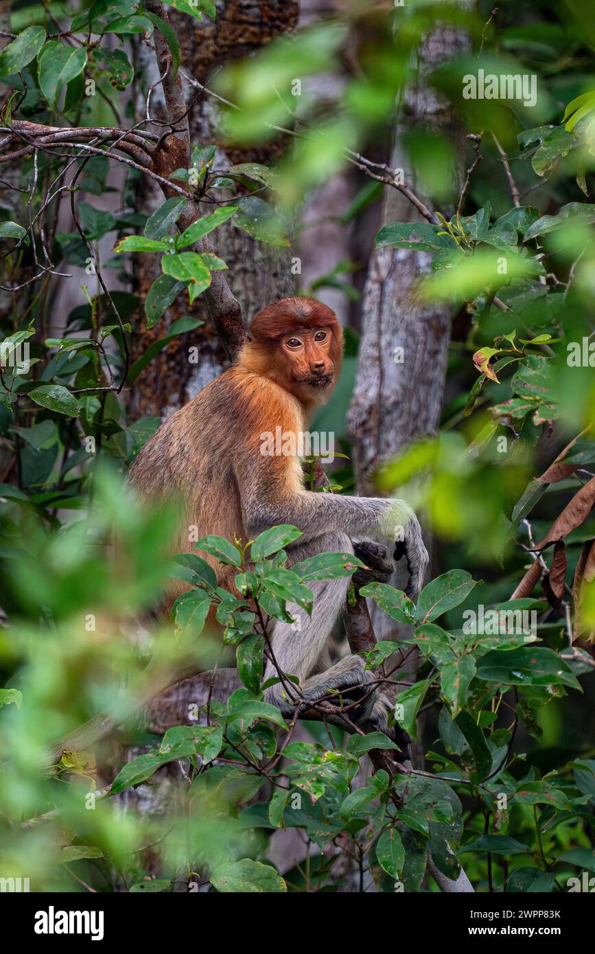 Proboscis monkey in Tanjung Puting National Park near Pankalan Bun ...