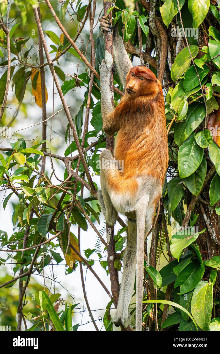 Proboscis monkey in Tanjung Puting National Park near Pankalan Bun ...