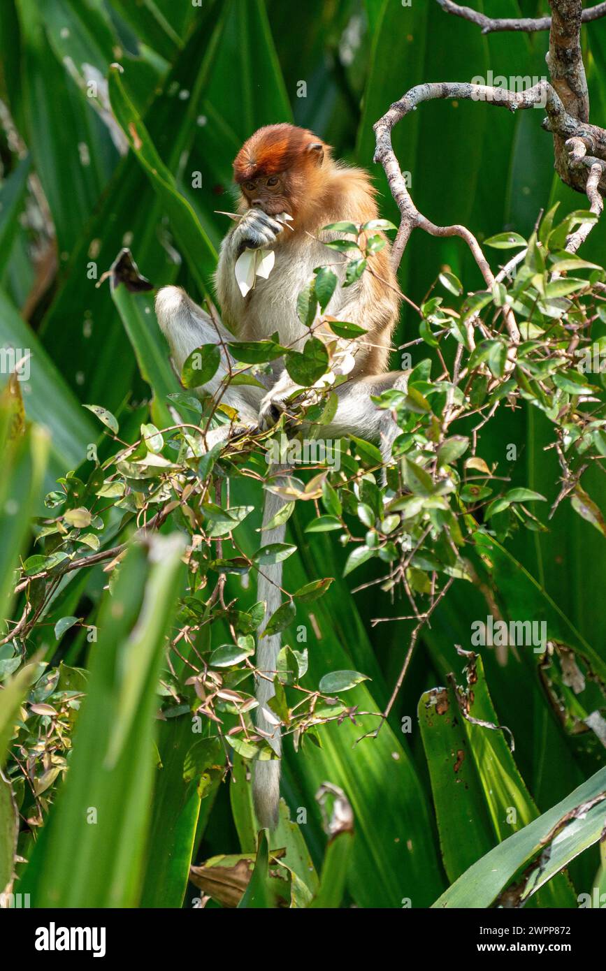 Proboscis monkey in Tanjung Puting National Park near Pankalan Bun ...