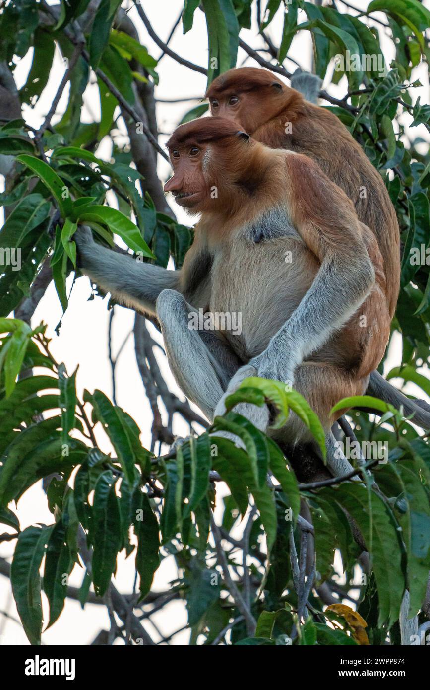Proboscis monkey in Tanjung Puting National Park near Pankalan Bun ...