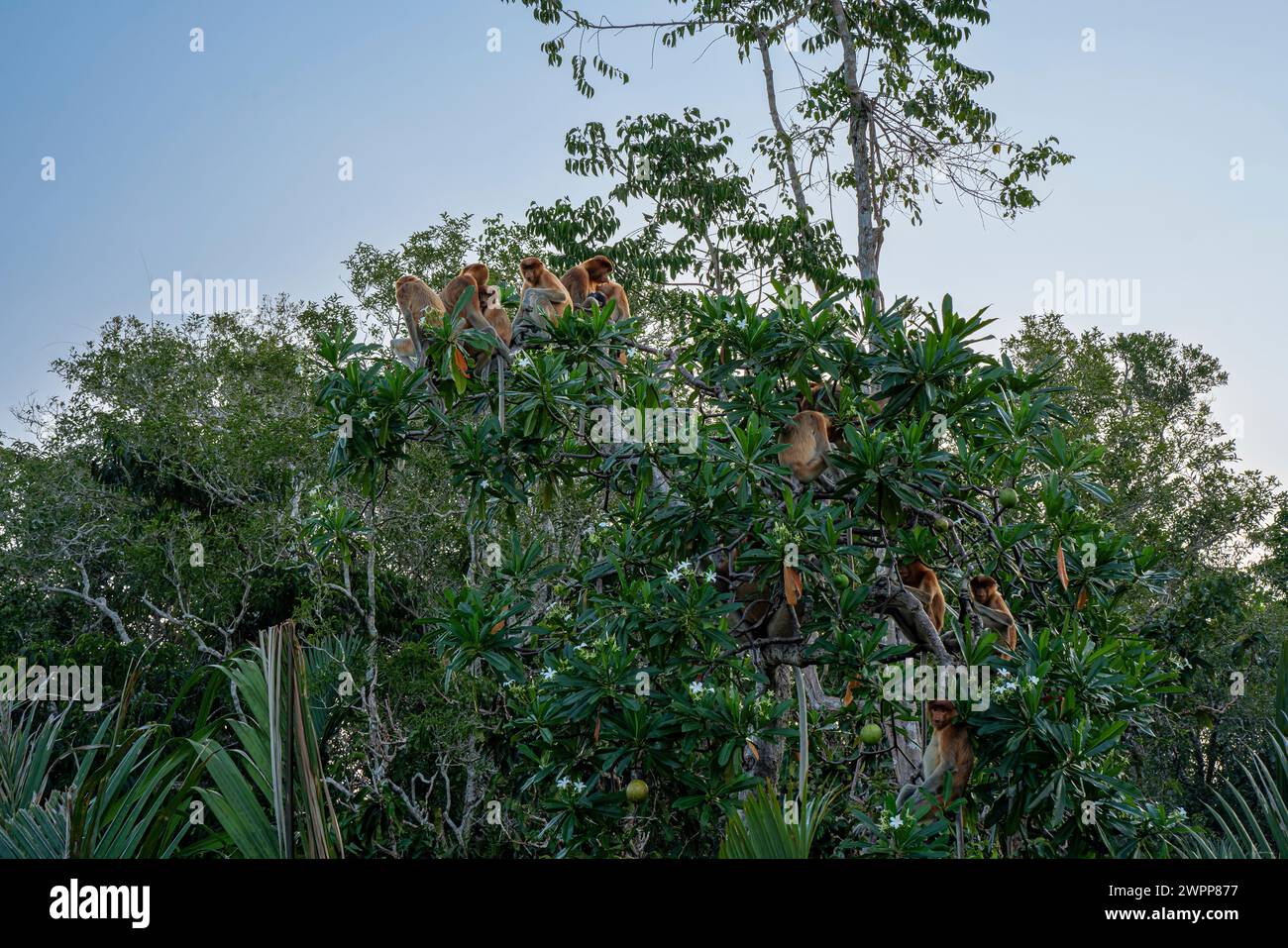 Proboscis monkey in Tanjung Puting National Park near Pankalan Bun ...