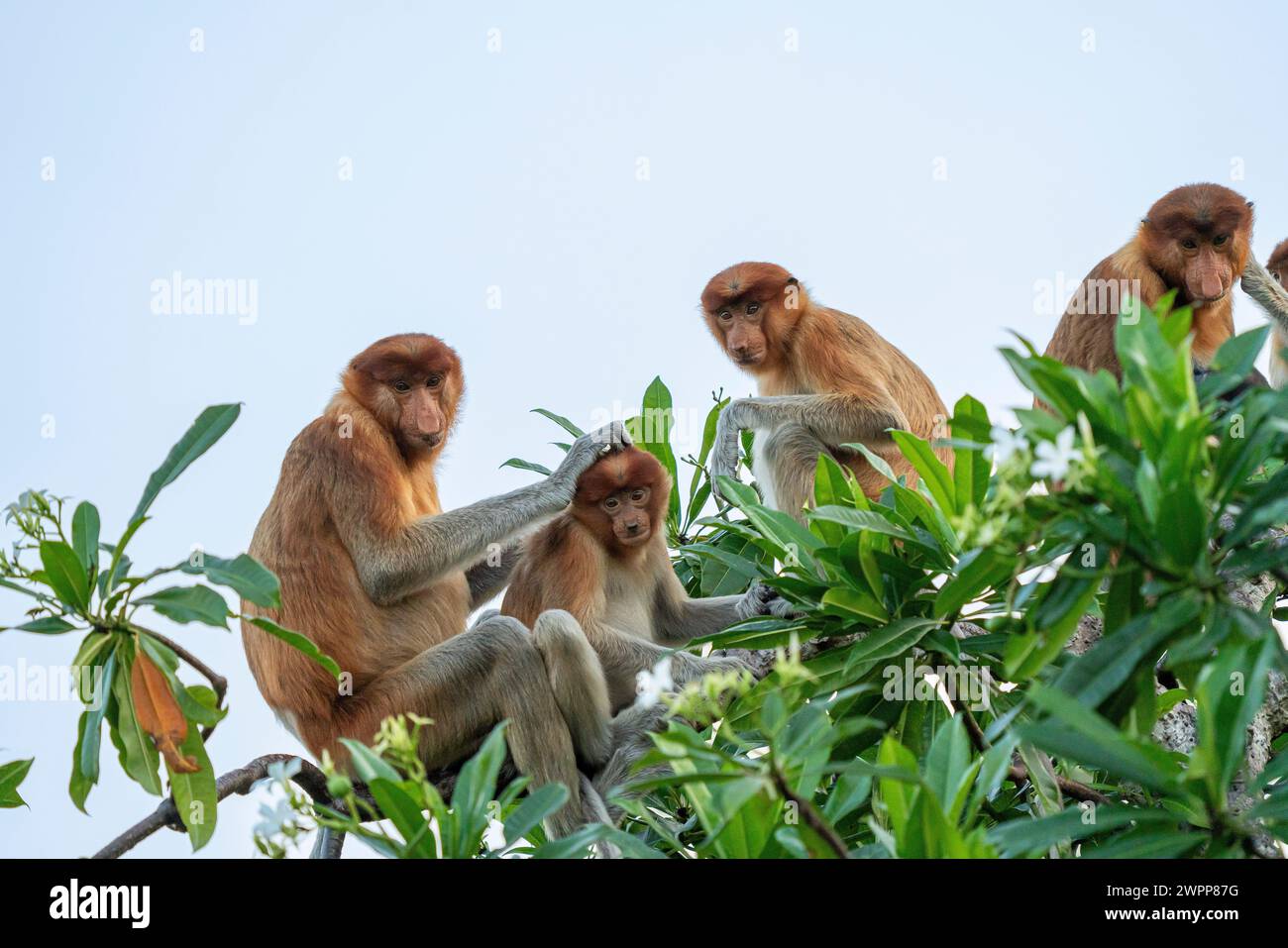 Proboscis monkey in Tanjung Puting National Park near Pankalan Bun ...