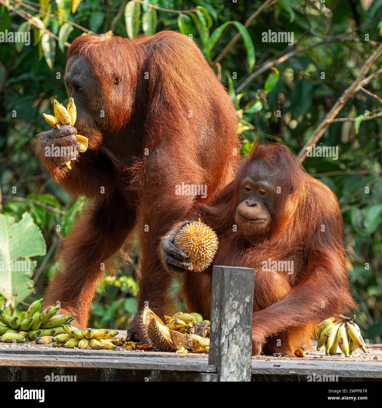 Orangutan in Tanjung Puting National Park, near Pangkalan Bun ...