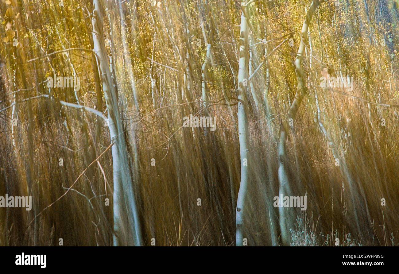 Intentional camera movement icm tree hi-res stock photography and ...