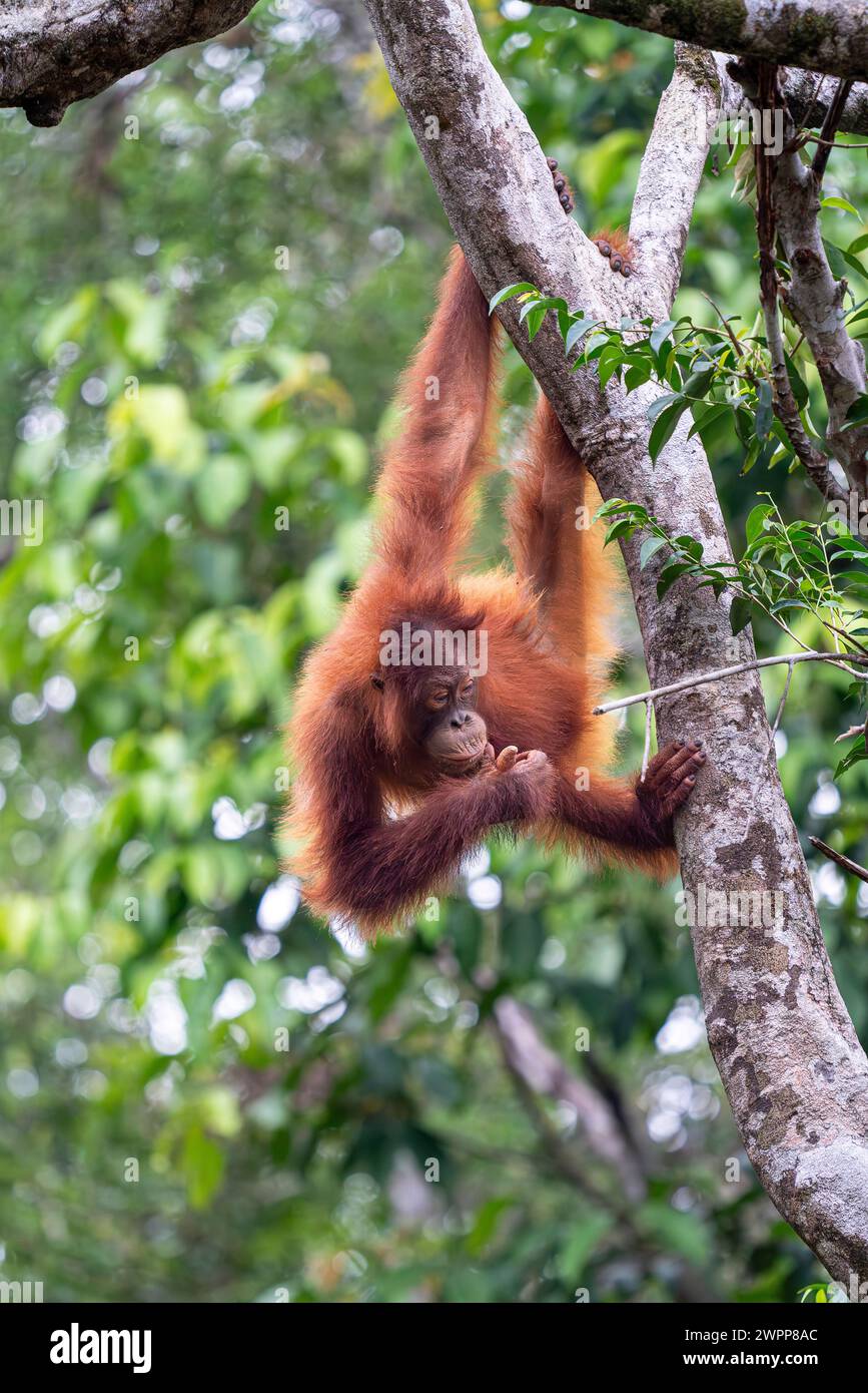 Orangutan in Tanjung Puting National Park, near Pangkalan Bun ...
