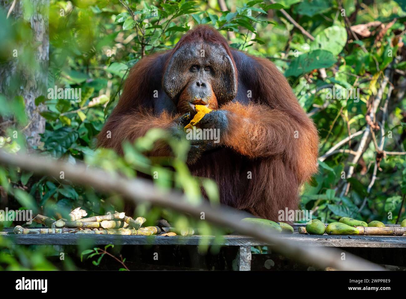 Orangutan in Tanjung Puting National Park, near Pangkalan Bun ...