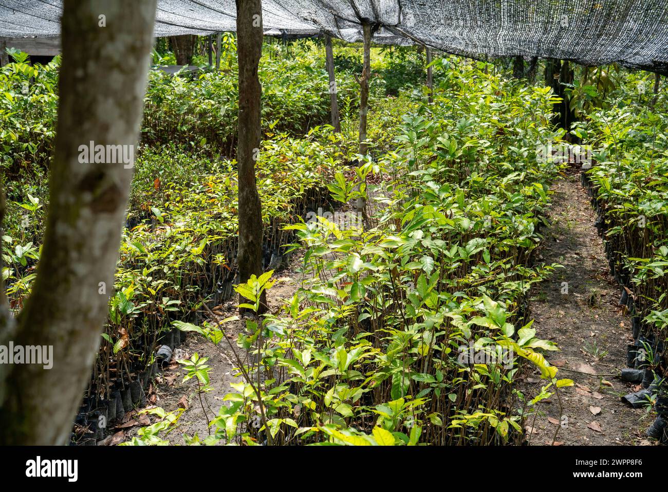 Tree seedlings in Jerumbun near Tanjung Puting National Park near ...