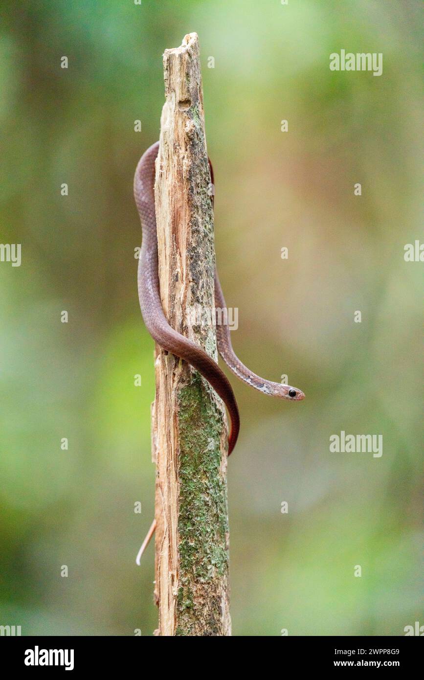 Young snake in Tanjung Puting National Park near Pankalan Bun ...