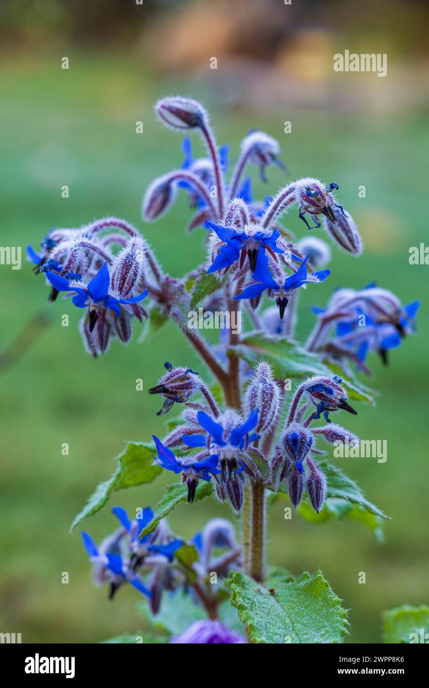 blue flowers of borage (Borago officinalis Stock Photo - Alamy