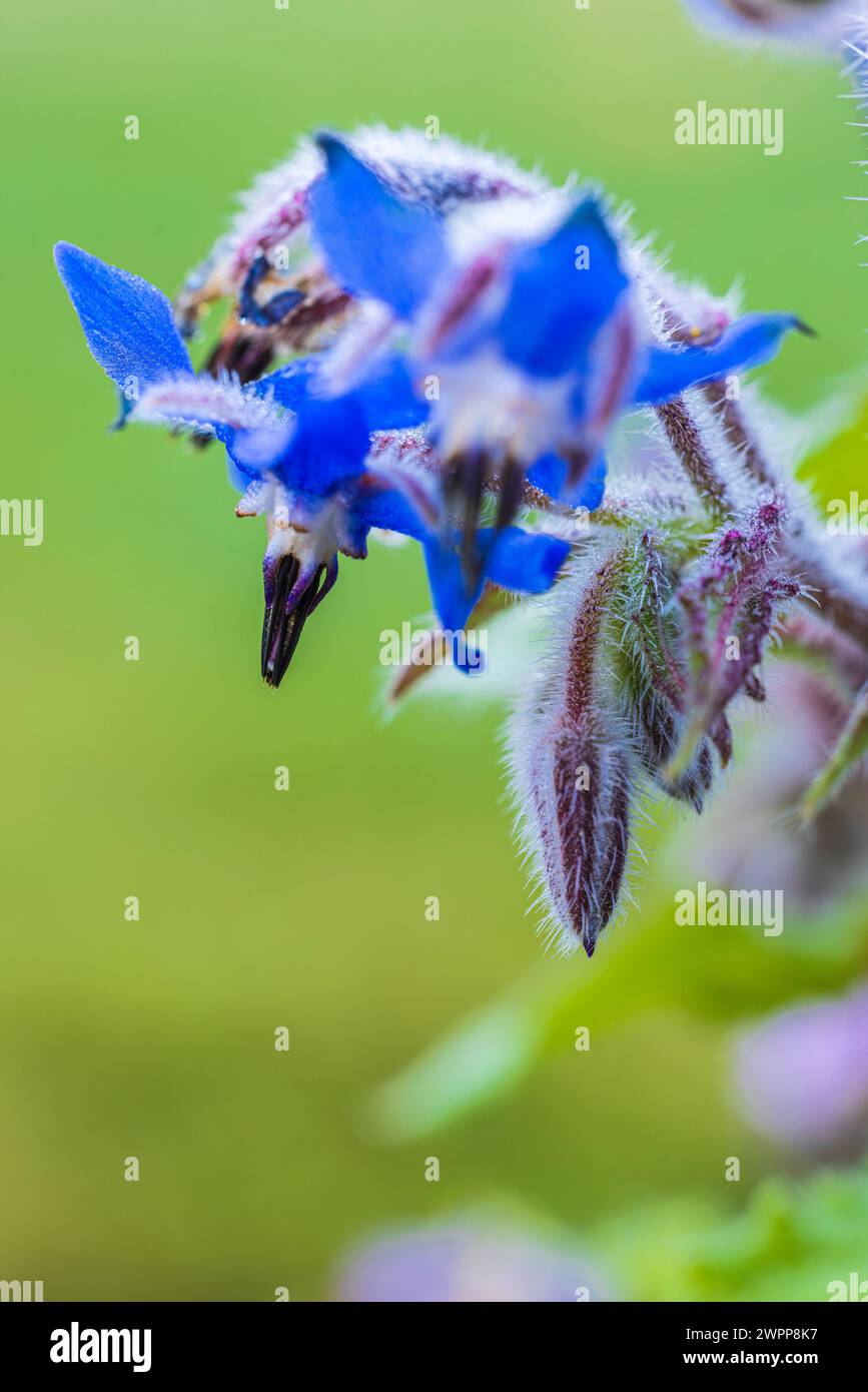 blue flowers of borage (Borago officinalis Stock Photo - Alamy