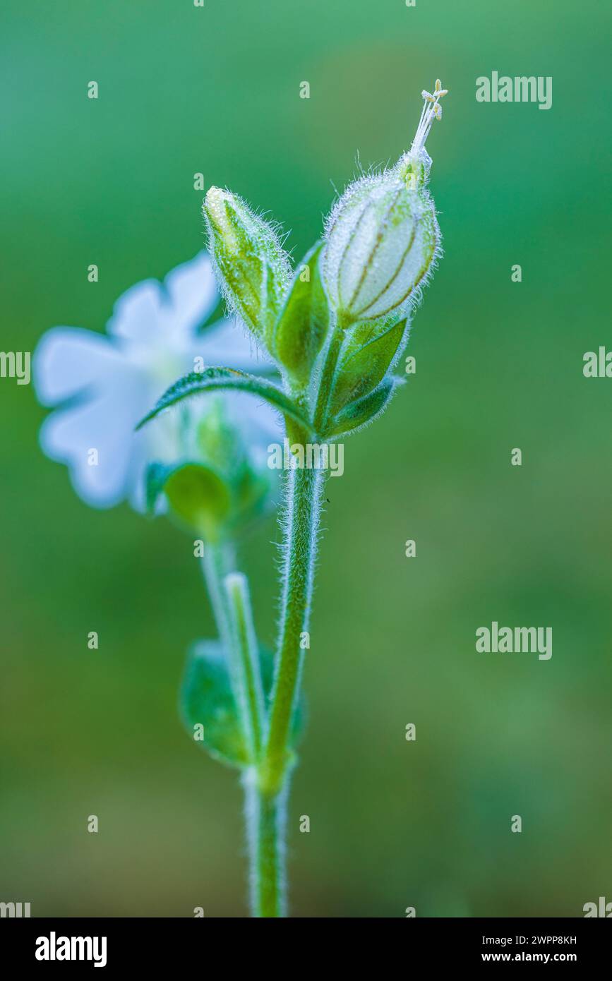 White campion flower hi-res stock photography and images - Alamy
