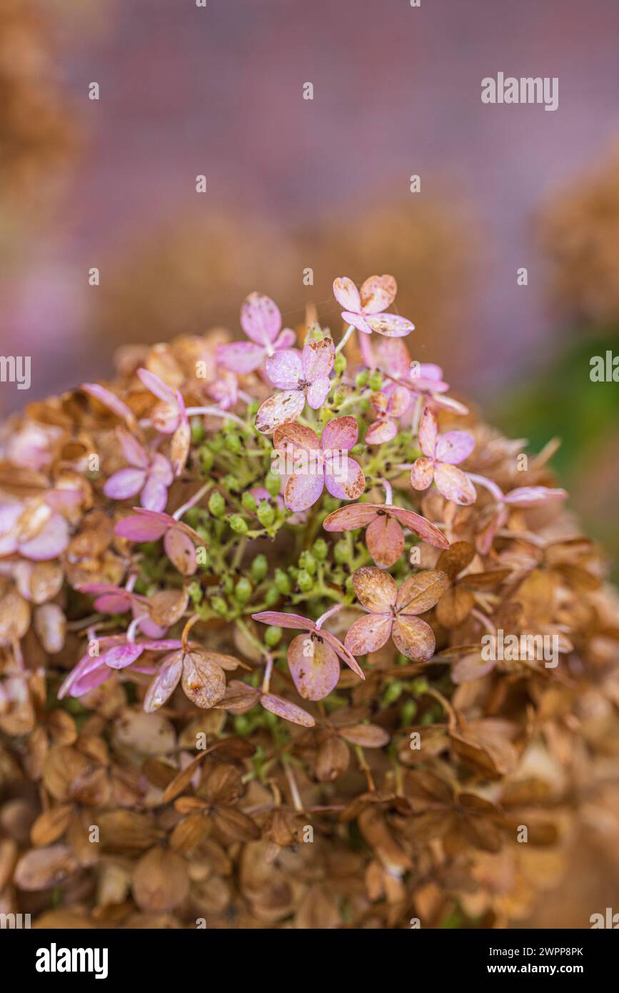 Hydrangeas in fall, blurred flower background Stock Photo - Alamy