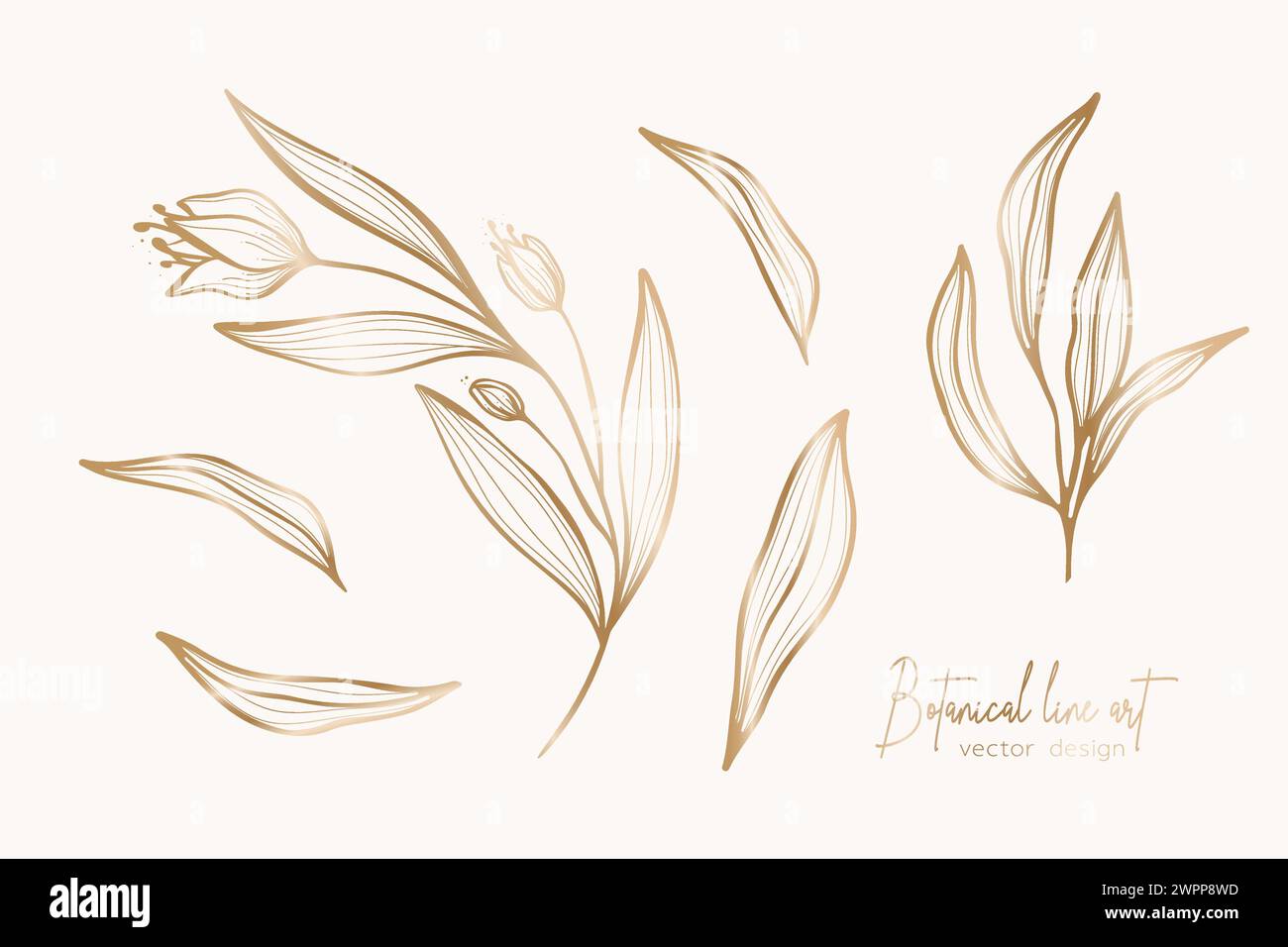 Golden tulips Stock Vector Images - Alamy