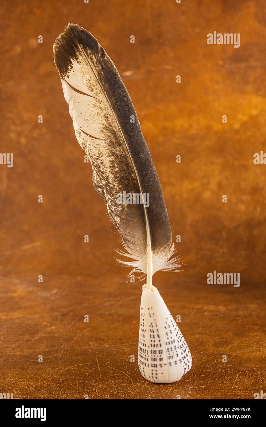 A feather in a snail shell, flotsam and jetsam, symbolic image, still ...