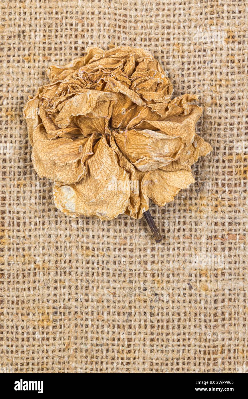 Jute plant hi-res stock photography and images - Alamy