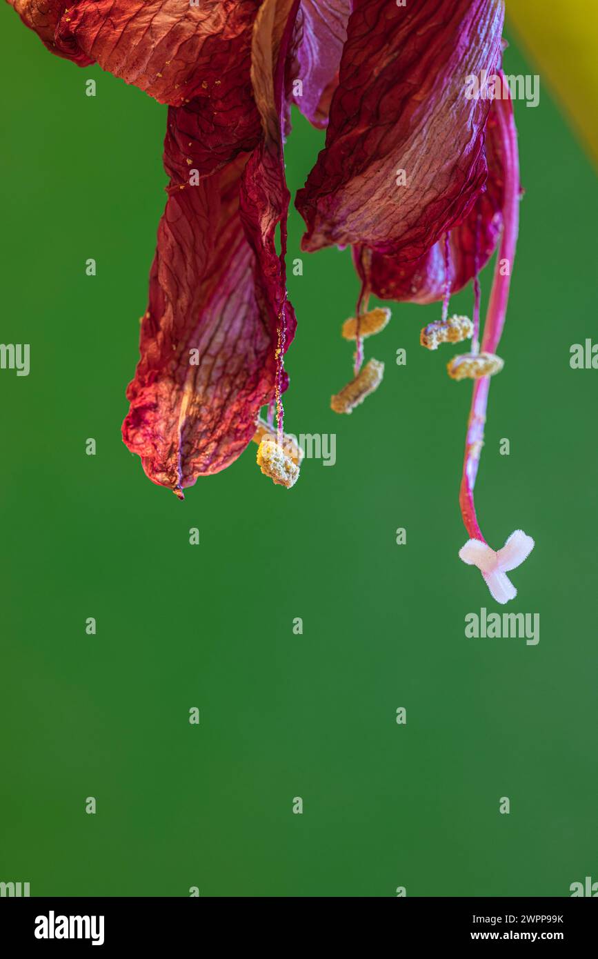 Decaying petals hi-res stock photography and images - Alamy