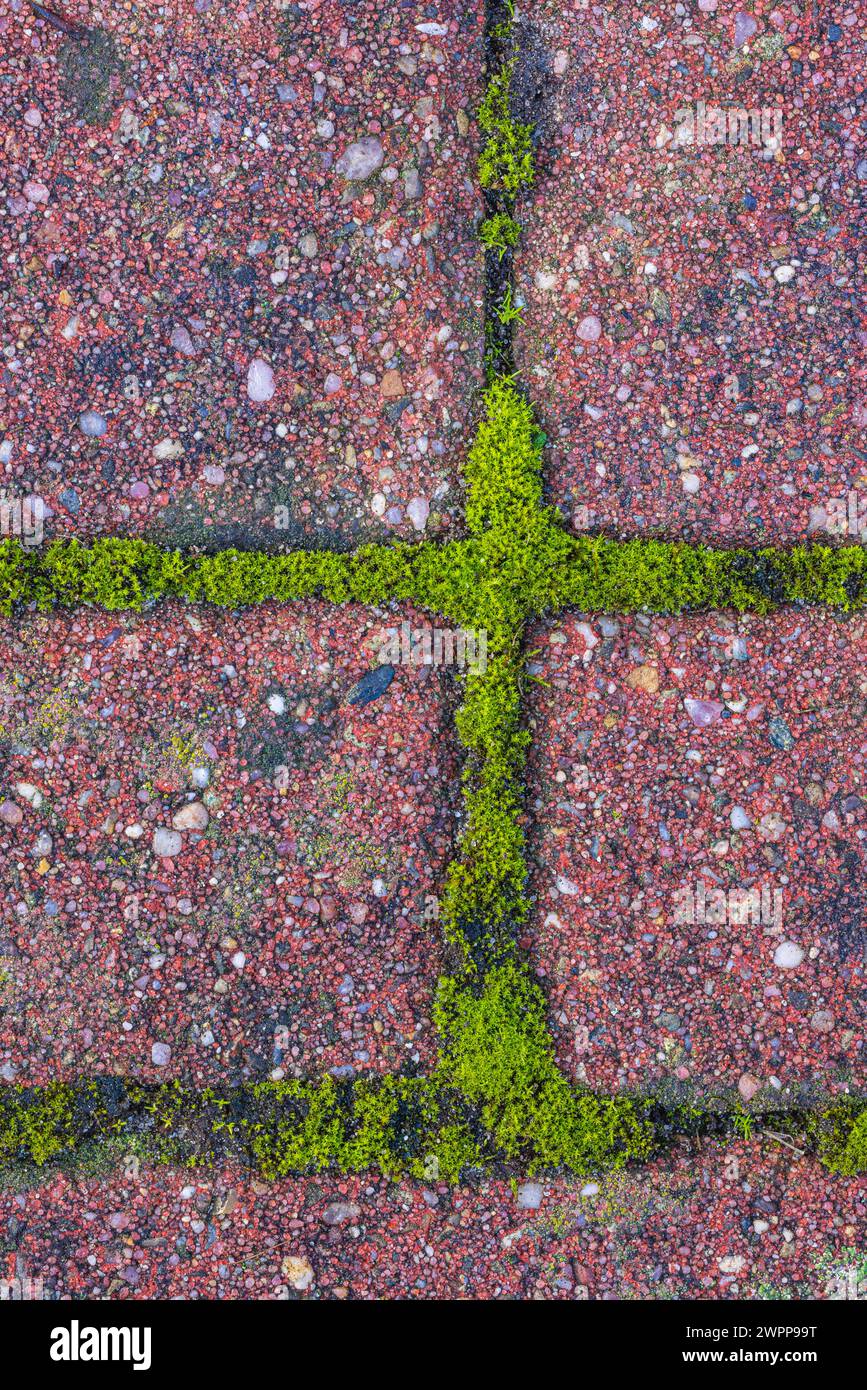 Moss between paving stones, background image Stock Photo - Alamy