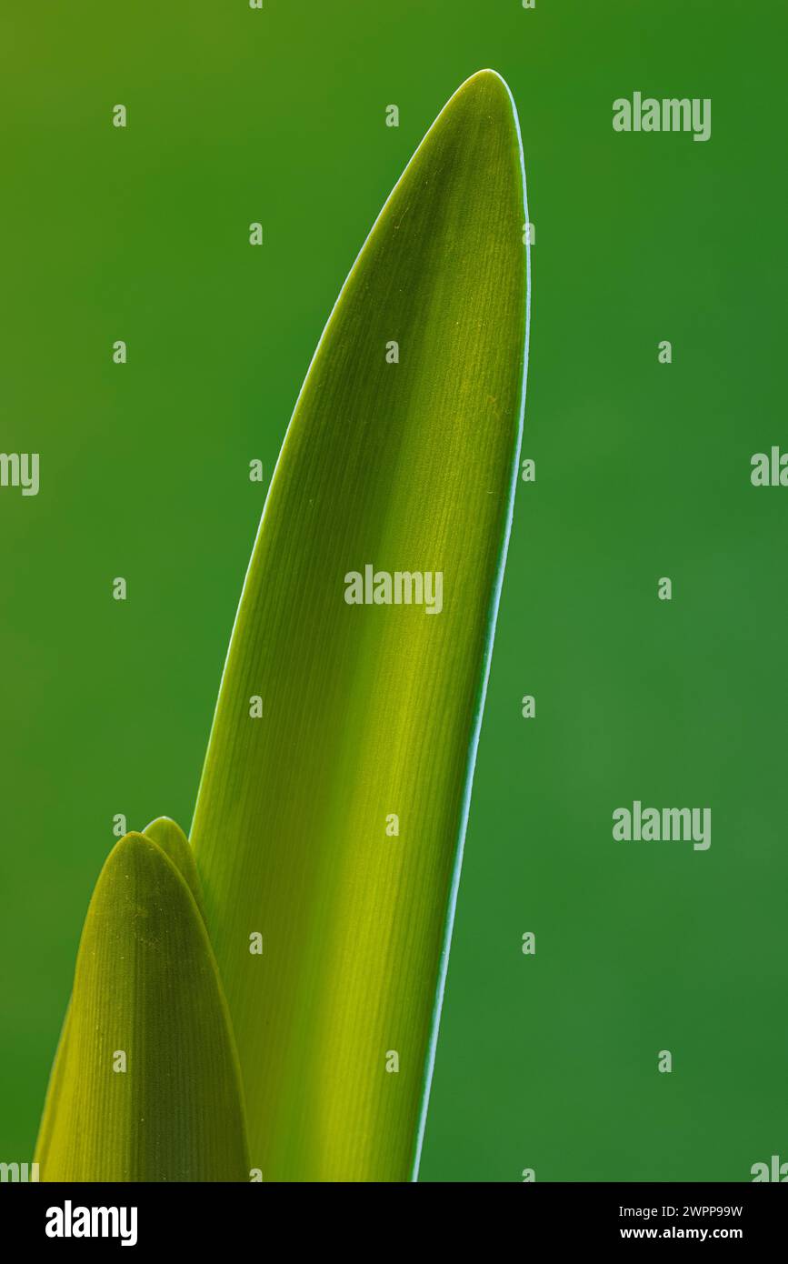 Leaf still hi-res stock photography and images - Alamy