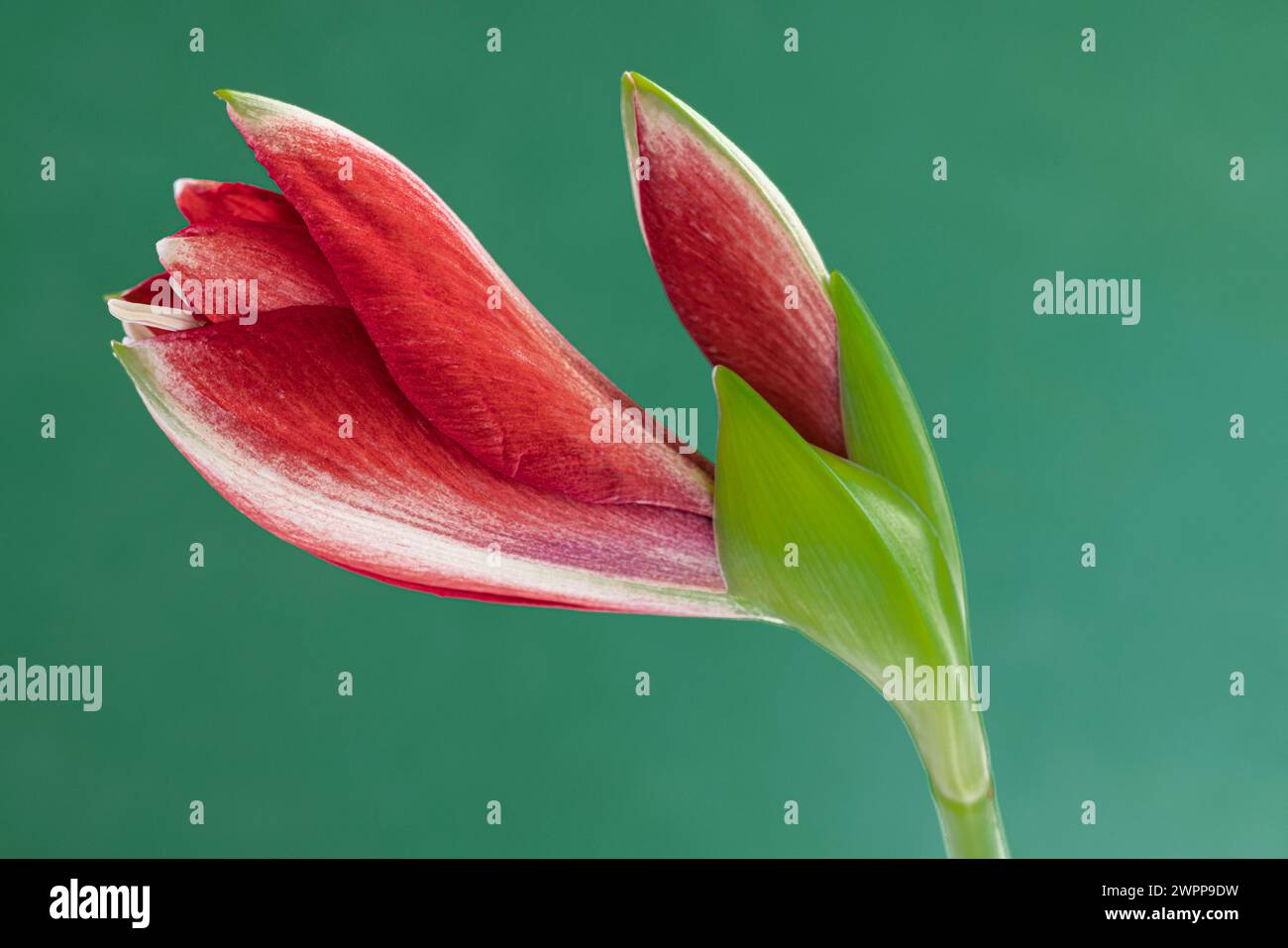 Amaryllis bud hi-res stock photography and images - Alamy